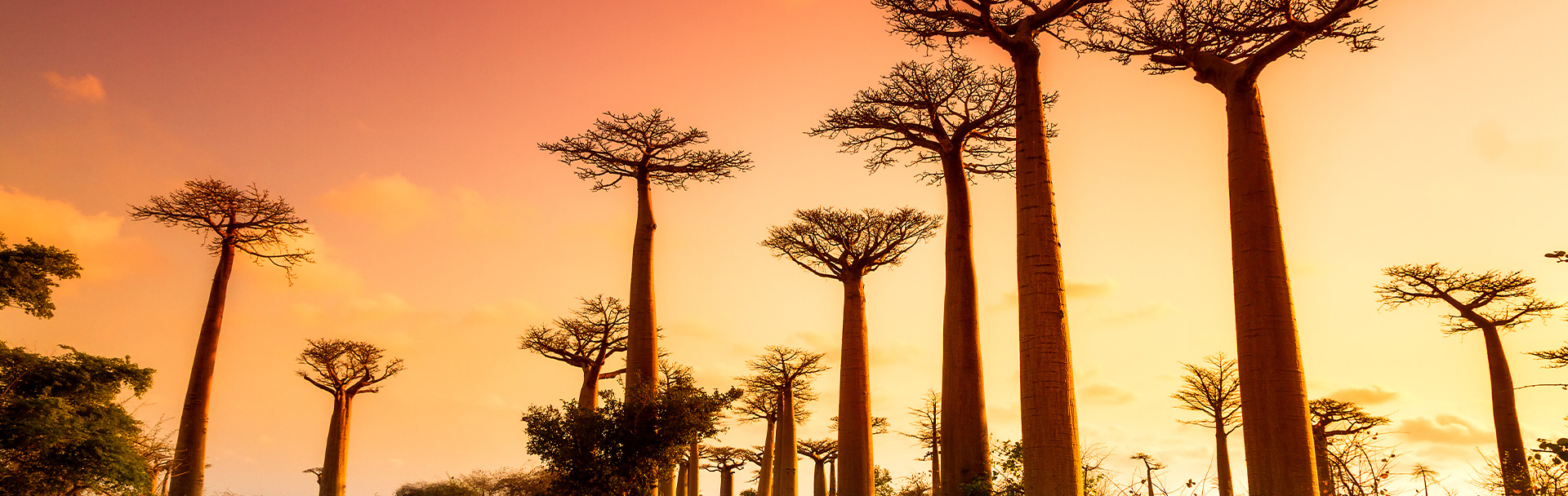 Trace Vanilla - France•TV Publicité